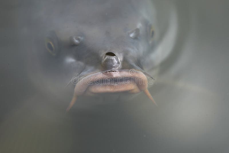 Carp Mirror Carp Fish Floating Stock Image - Image of tail, swim: 225432027