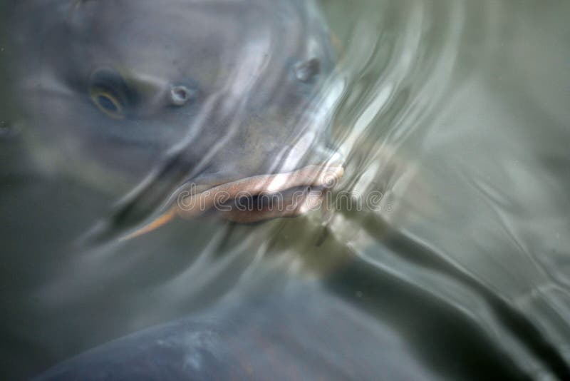 Carp Mirror Carp Fish Floating Stock Image - Image of water, flow ...