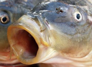 Carp mouth stock image. Image of scales, head, tasty - 22516041