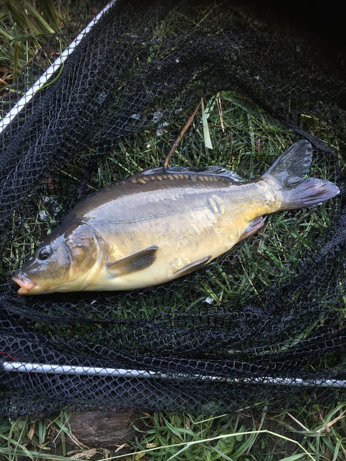 Carp in net stock image. Image of landingnet, fish, carp - 179712633