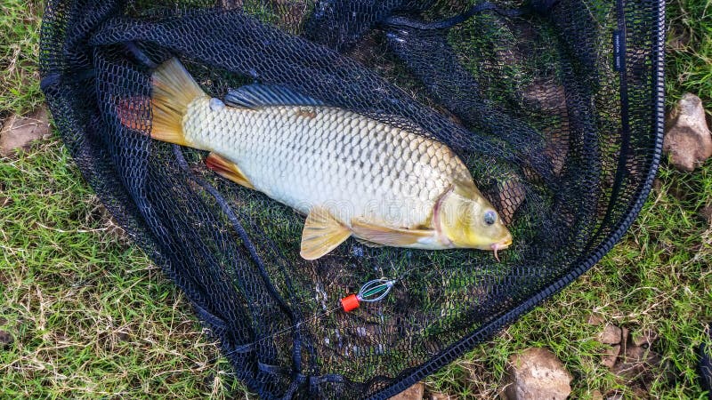 Carp in a net stock photo. Image of fish, carp, caught - 180214866