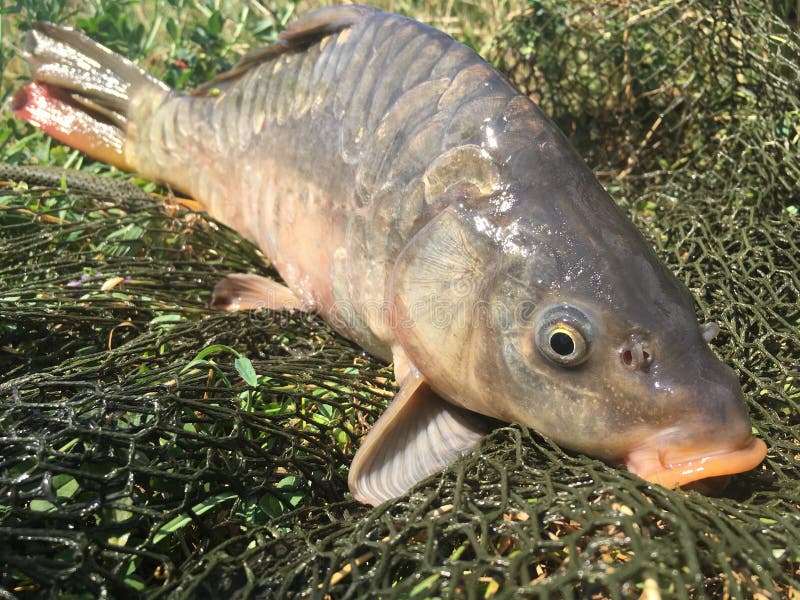Carp stock photo. Image of nature, ecosystem, perch, green - 95773104