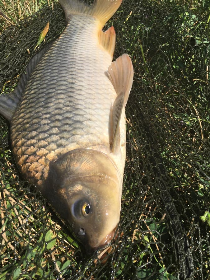 Carp stock photo. Image of tench, fauna, green, fishing - 95773134