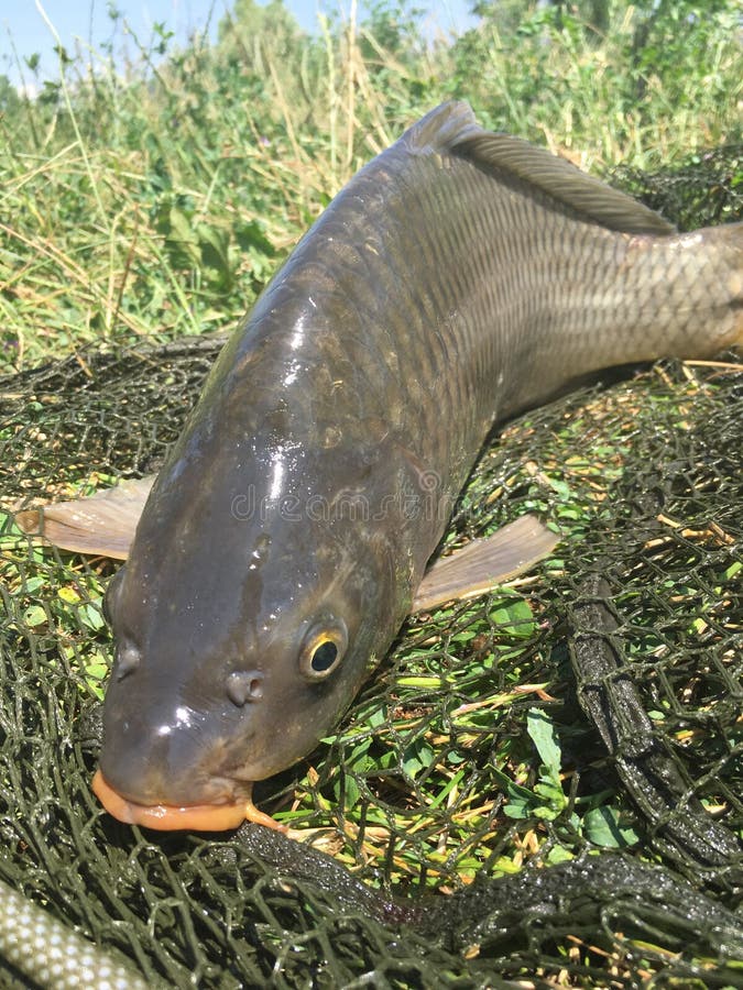 Carp stock image. Image of fish, outdoor, fishing, grass - 95773163