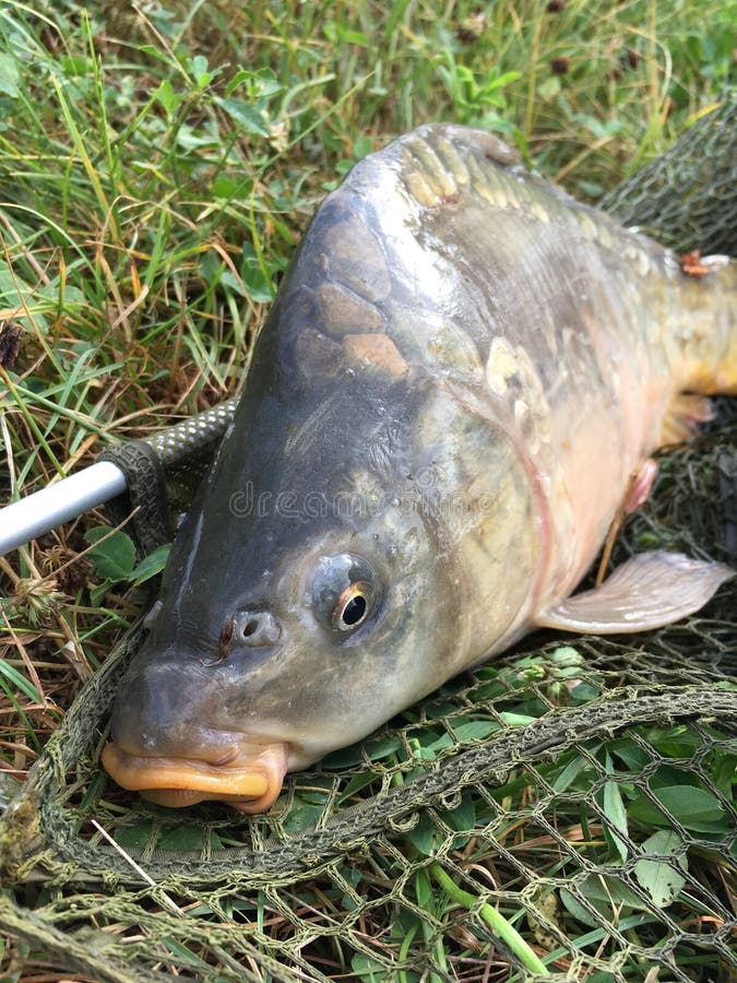 Carp stock photo. Image of carp, mirror, fishing, tench - 95773172