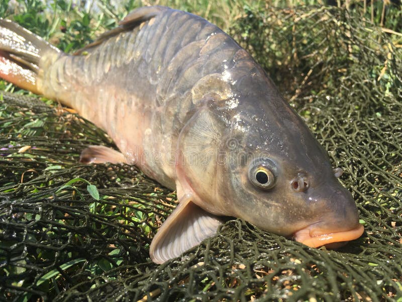 Carp stock photo. Image of carp, tilapia, perch, organism - 95773260