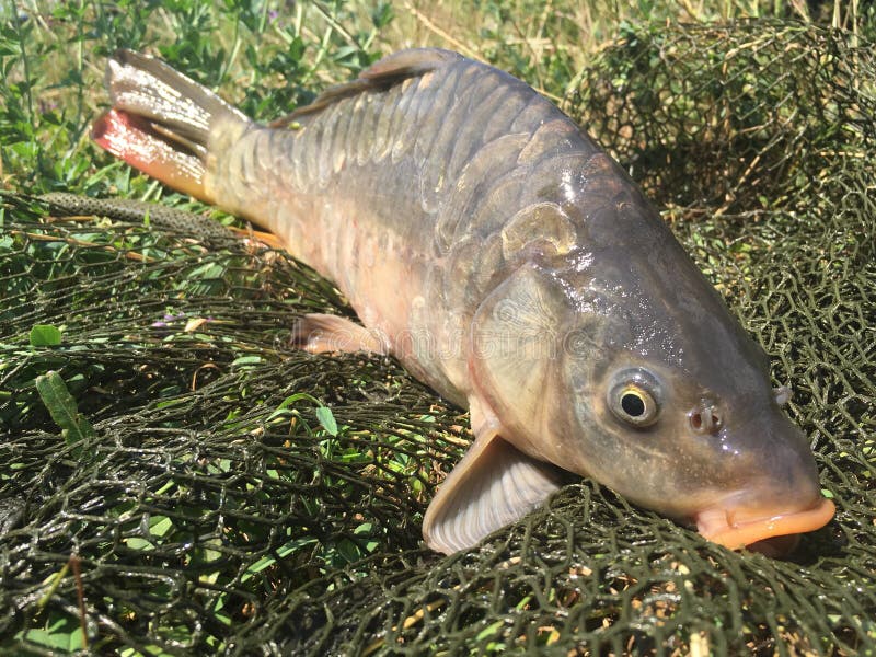 Carp stock photo. Image of tench, fish, organism, grass - 95773272