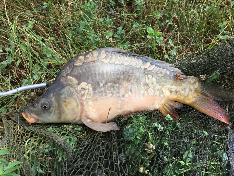 Carp stock photo. Image of grass, fauna, green, fishing - 95773296
