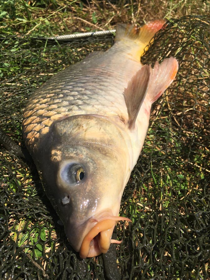 Carp stock photo. Image of nature, carp, organism, fishing - 95773312