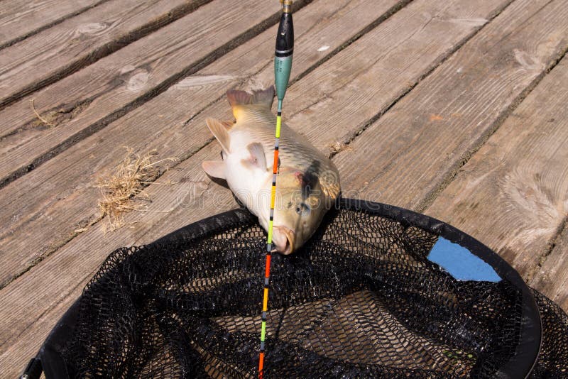 Carp in the net. stock image. Image of fauna, commercial - 74737211
