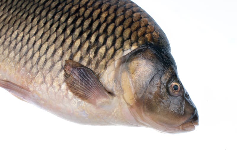Carp- photography stock image. Image of healthy, carp - 28103489