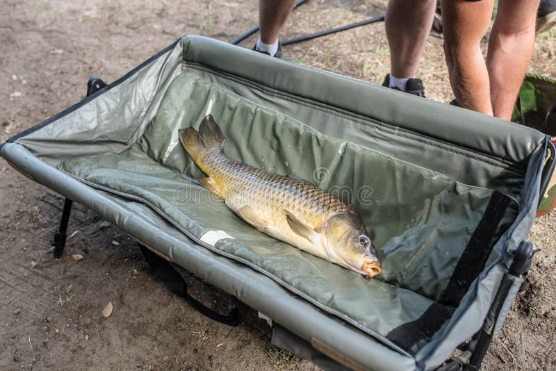 Large Carp Caught by a Fisherman at the Edge of a Pond Stock Photo ...