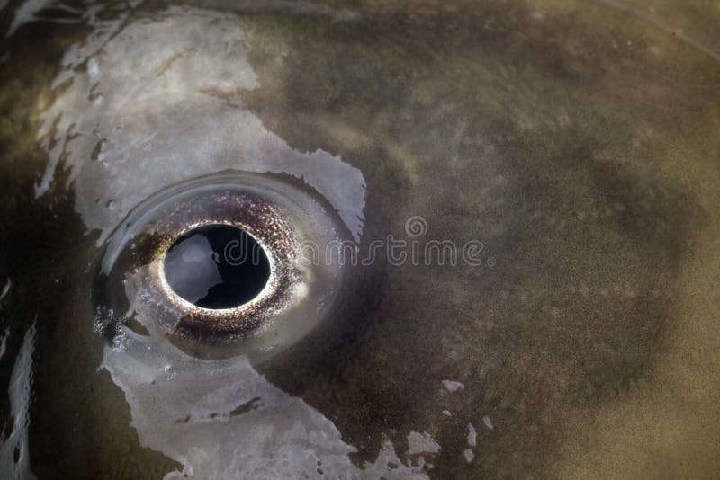 Carp s detail - an eye stock image. Image of sirloin, cholesterol - 7627749