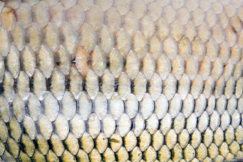 Carp s detail - scales stock image. Image of fillet, nutritious - 7627739