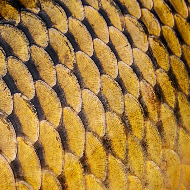 Big carp scales stock image. Image of pattern, healthy - 7638925