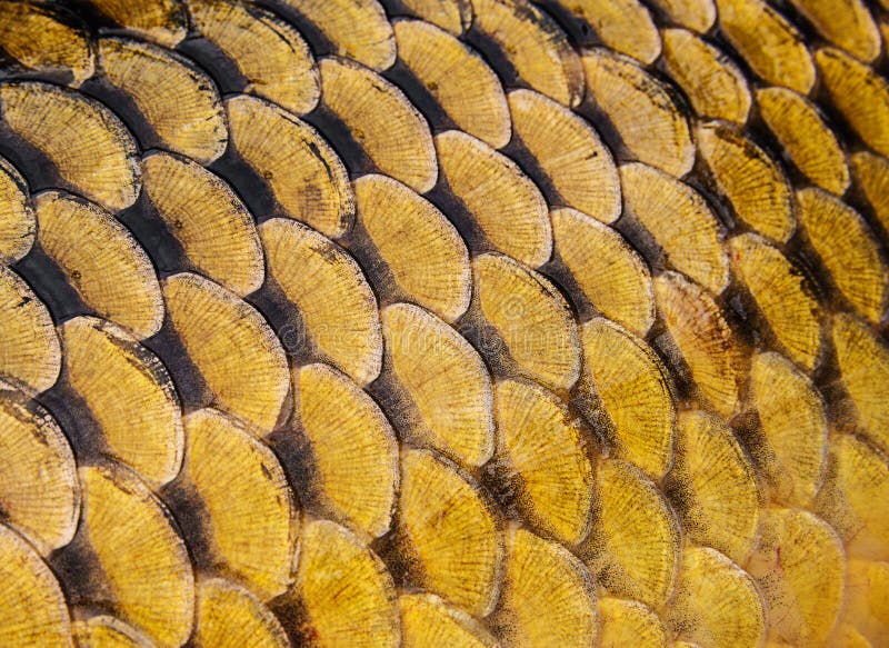 Fish Scales Macro Closeup stock image. Image of animal - 22183087