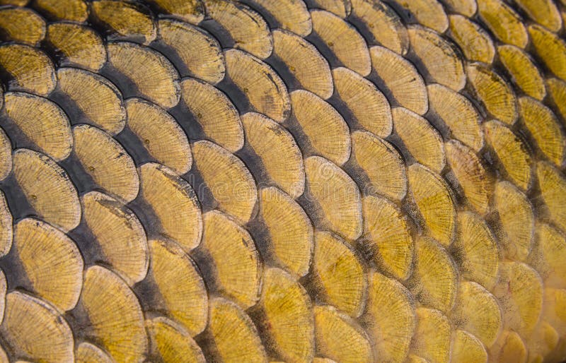 381 Carp Scales Texture Stock Photos - Free & Royalty-Free Stock Photos ...