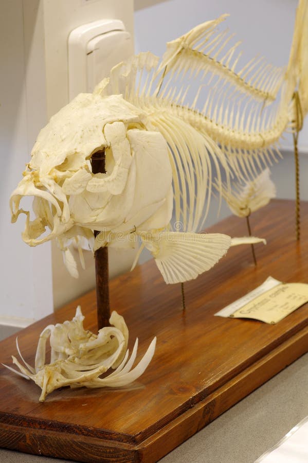 Carp fish animals anatomy stock photo. Image of edifying - 54156218