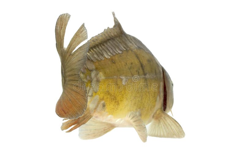 Carp swim away - isolated stock image. Image of eating - 3897955