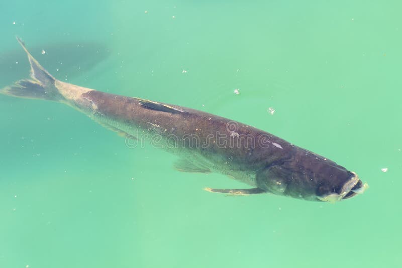 Carp Swims in the Pool on a Fish Farm Stock Image - Image of squadron ...