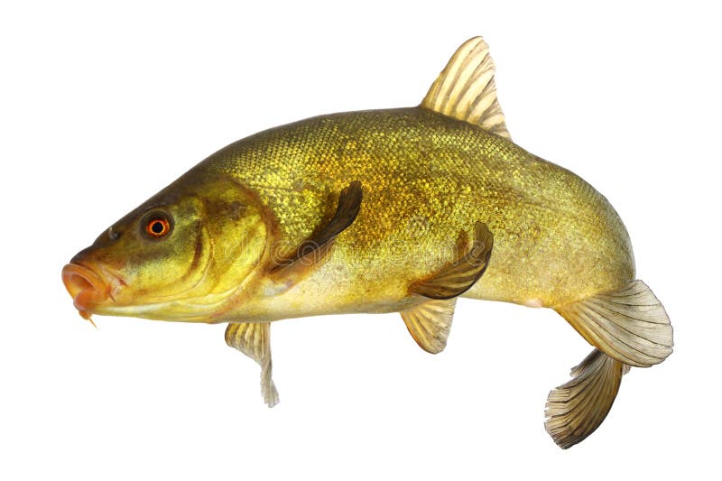 Tench Fish after Fishing Isolated on White Stock Image - Image of ...
