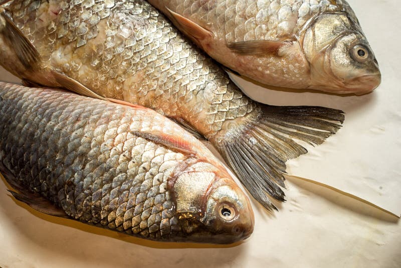 Carp stock image. Image of head, carassius, fishing, healthy - 83256133