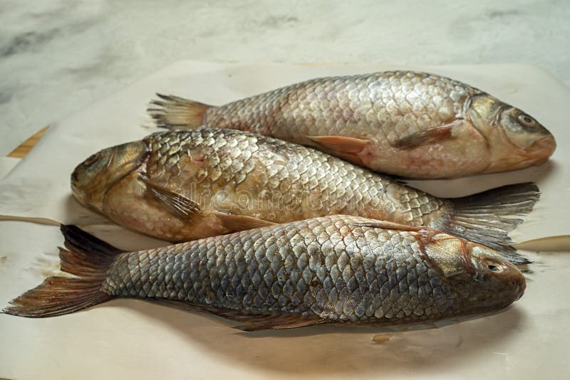 Carp stock image. Image of animals, closeup, nutrition - 83255355