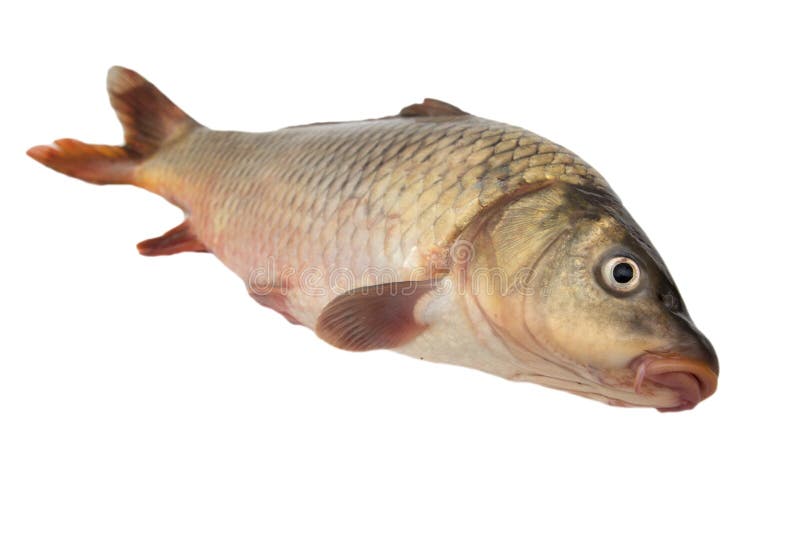 Carp stock photo. Image of carp, meat, large, freshness - 30705072