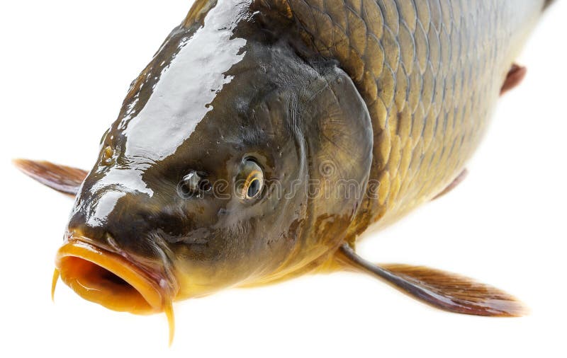 Carp head stock photo. Image of carp, kitchen, large, animal - 7864536