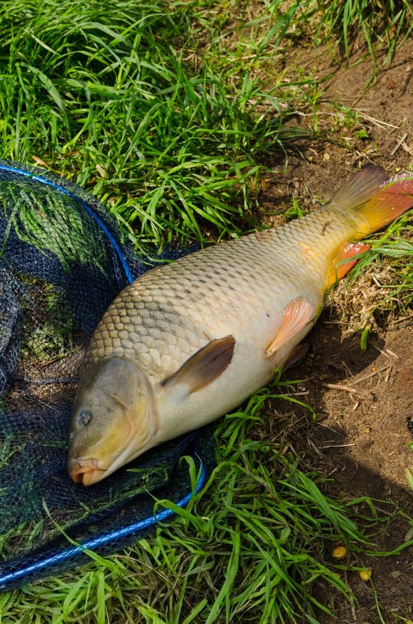 Carpa imagem de stock. Imagem de animal, adulto, freshwater - 31114233