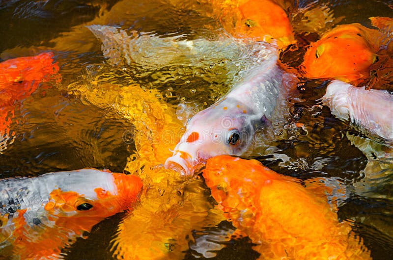 Carpa Branca Com a Boca Aberta, Em Um Grupo De Carpas Imagem de Stock ...