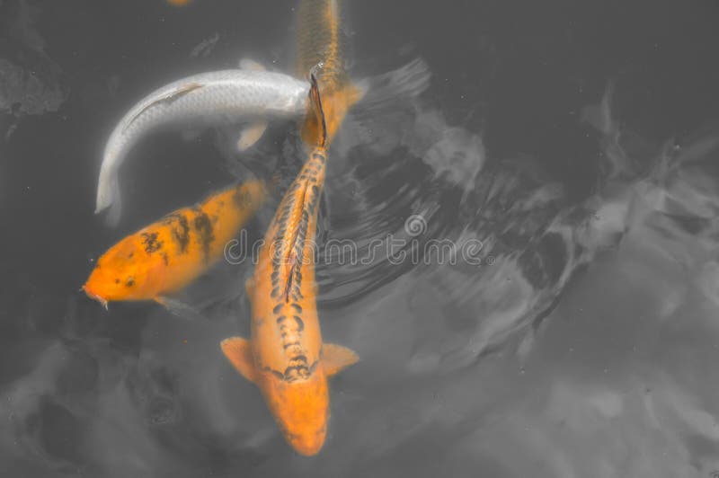 Carpa chinesa em uma lagoa foto de stock. Imagem de rebanho - 134217790