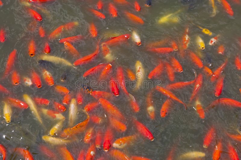 Carpa chinesa em uma lagoa foto de stock. Imagem de rebanho - 134217790