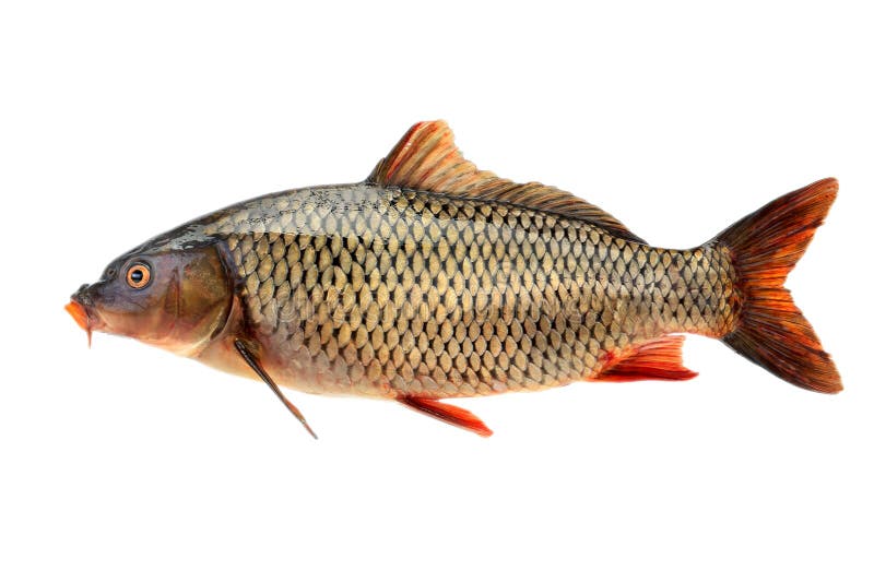 Carpa Comum Cyprinus Carpio Isolado No Branco Foto de Stock - Imagem de ...