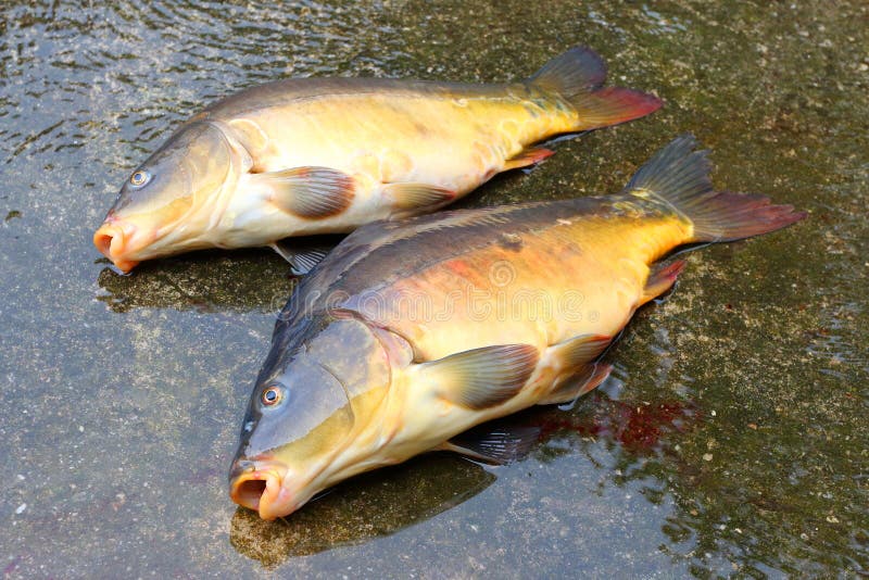 A Carpa Comum (Cyprinus Carpio) Imagem de Stock - Imagem de marinho ...
