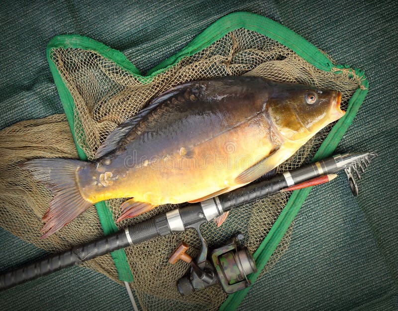 A Carpa Comum (Cyprinus Carpio) Imagem de Stock - Imagem de carne ...