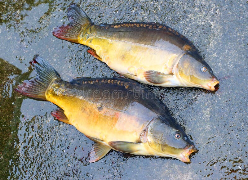 A Carpa Comum (Cyprinus Carpio) Imagem de Stock - Imagem de marinho ...