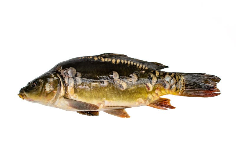 Carpa Comum Cyprinus Carpio Isolado No Branco Foto de Stock - Imagem de ...