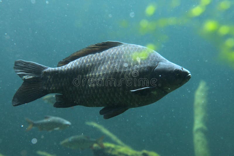 Carpa Comum Selvagem (Cyprinus Carpio) Foto de Stock - Imagem de animal ...