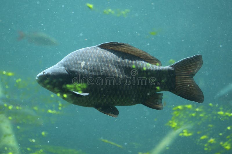 Carpa Comum Selvagem (Cyprinus Carpio) Foto de Stock - Imagem de nadada ...