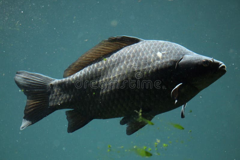 Carpa Comune Selvatica Cyprinus Carpio Immagine Stock - Immagine di ...