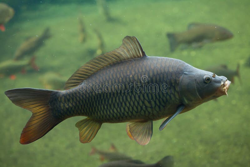 Carpa Comune Selvatica Cyprinus Carpio Immagine Stock - Immagine di ...