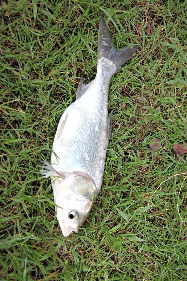A Carpa Da Prata Dos Peixes. Imagem de Stock - Imagem de cozinhar ...