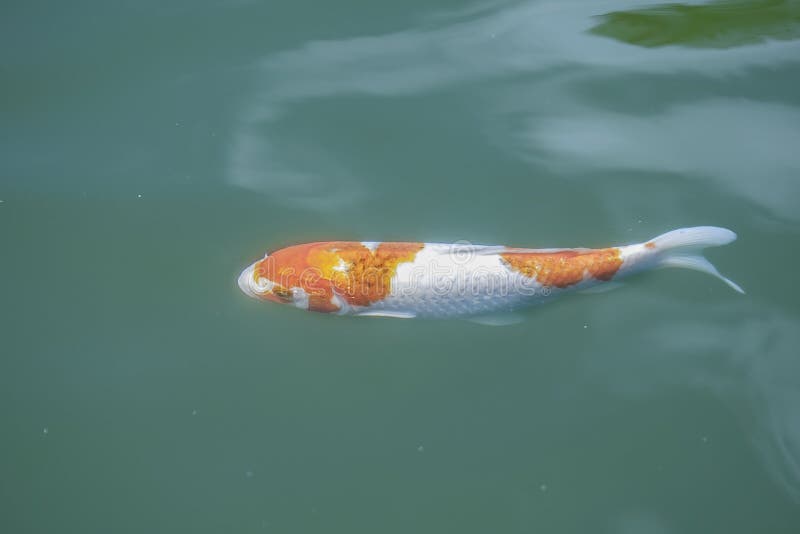 Pez Carpa Dorada Sobre Fondo Blanco Foto de archivo - Imagen de aleta ...