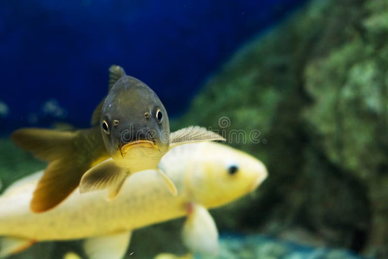 O Cyprinus Comum Carpio Da Carpa Foto de Stock - Imagem de colheita ...