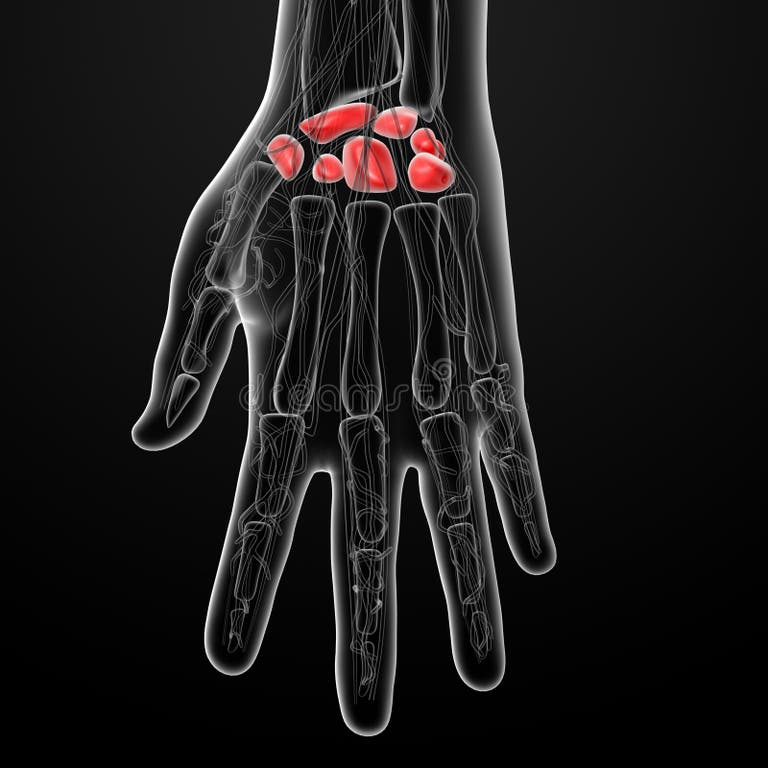Human Carpal Bones Top View Stock Illustrations – 9 Human Carpal Bones ...