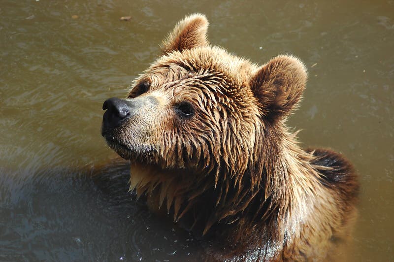 Carpathian brown bear stock photo. Image of europe, brown - 9048038