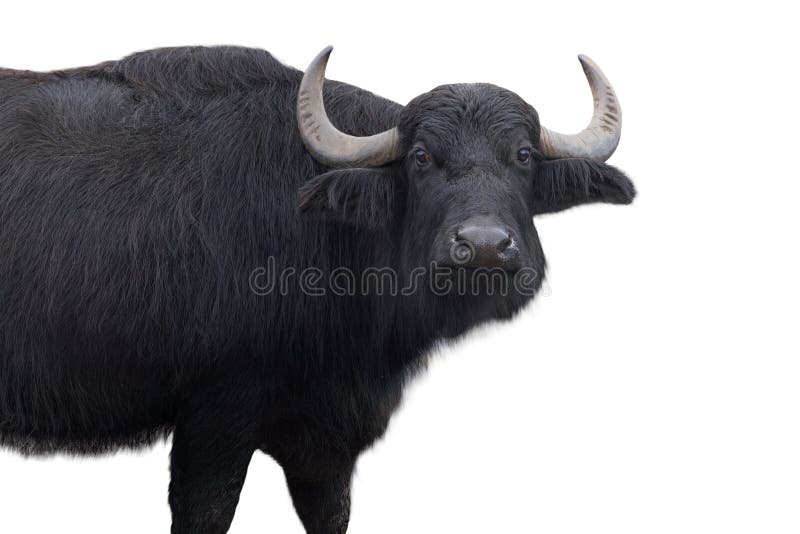 Carpathian Buffalo Isolated Stock Image - Image of beautiful, bull ...