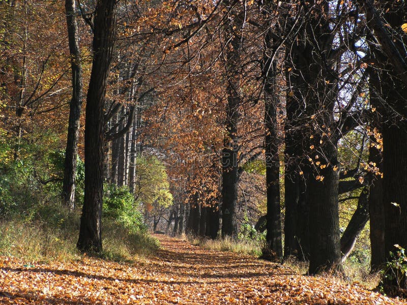 Carpathian Forest in November Stock Image - Image of carpathian ...