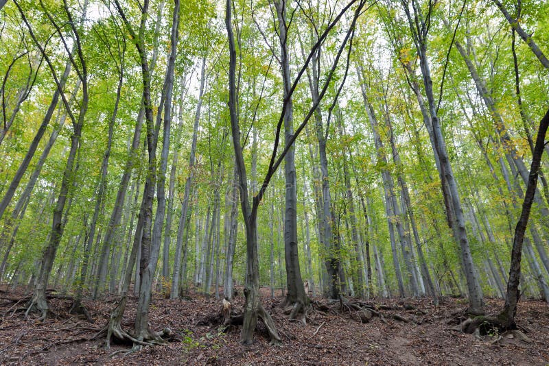 Carpathian Mountains Forest Landscape Stock Image - Image of autumn ...